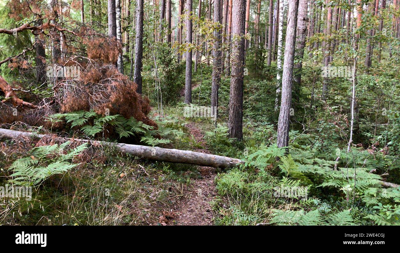 Fallen tree blocking a path hi-res stock photography and images - Alamy