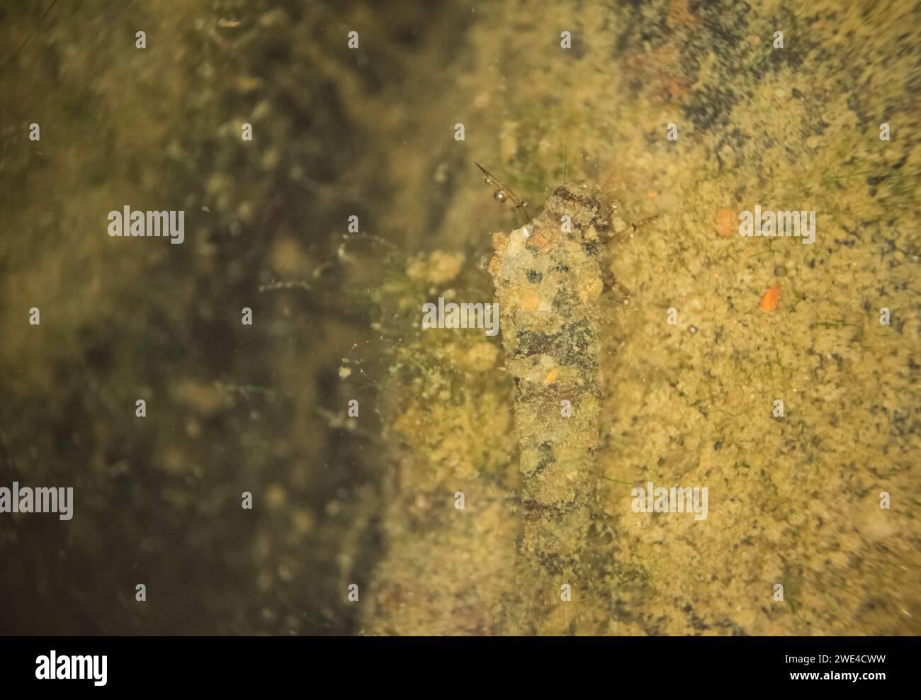 Northern casemaker larva (Limnephilidae Stock Photo - Alamy