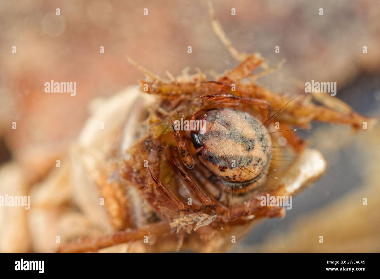 Northern casemaker larva (Limnephilidae Stock Photo - Alamy