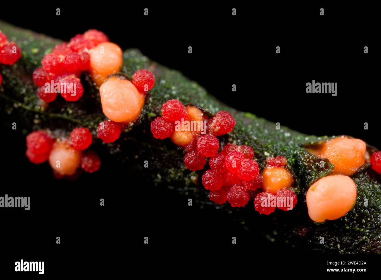 Nectria canker hi-res stock photography and images - Alamy