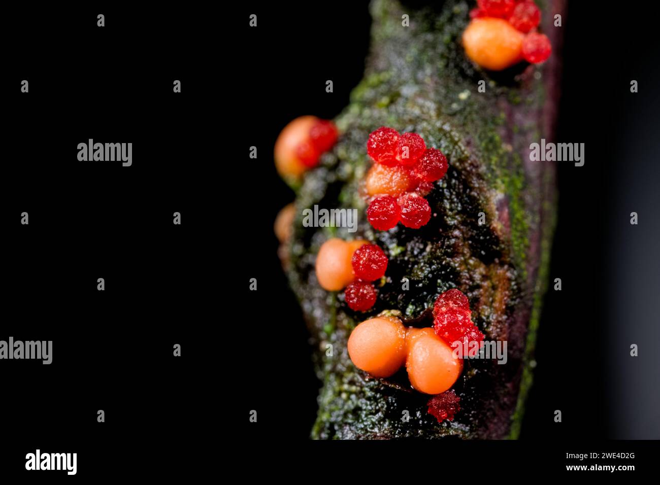 Coral spot fungi (Nectria cinnabarina Stock Photo - Alamy