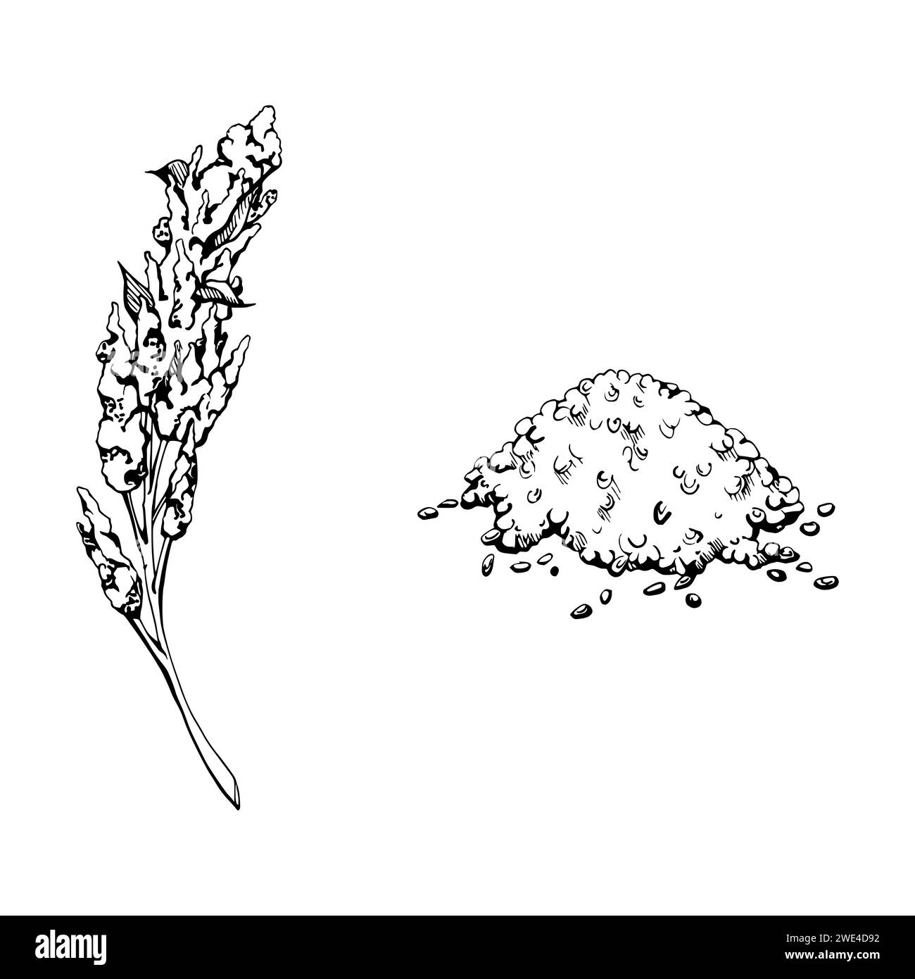 Hand Drawn Ink Vector Illustration Quinoa Plant Seeds Amaranth Flower Crop Food Farm Grain