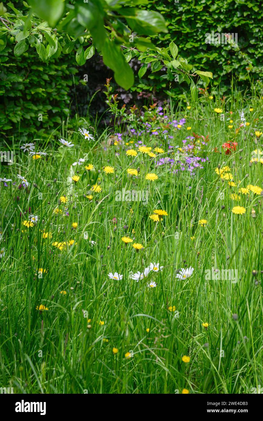 Domestic back garden - area left as a wild flower meadow, uncut grass ...