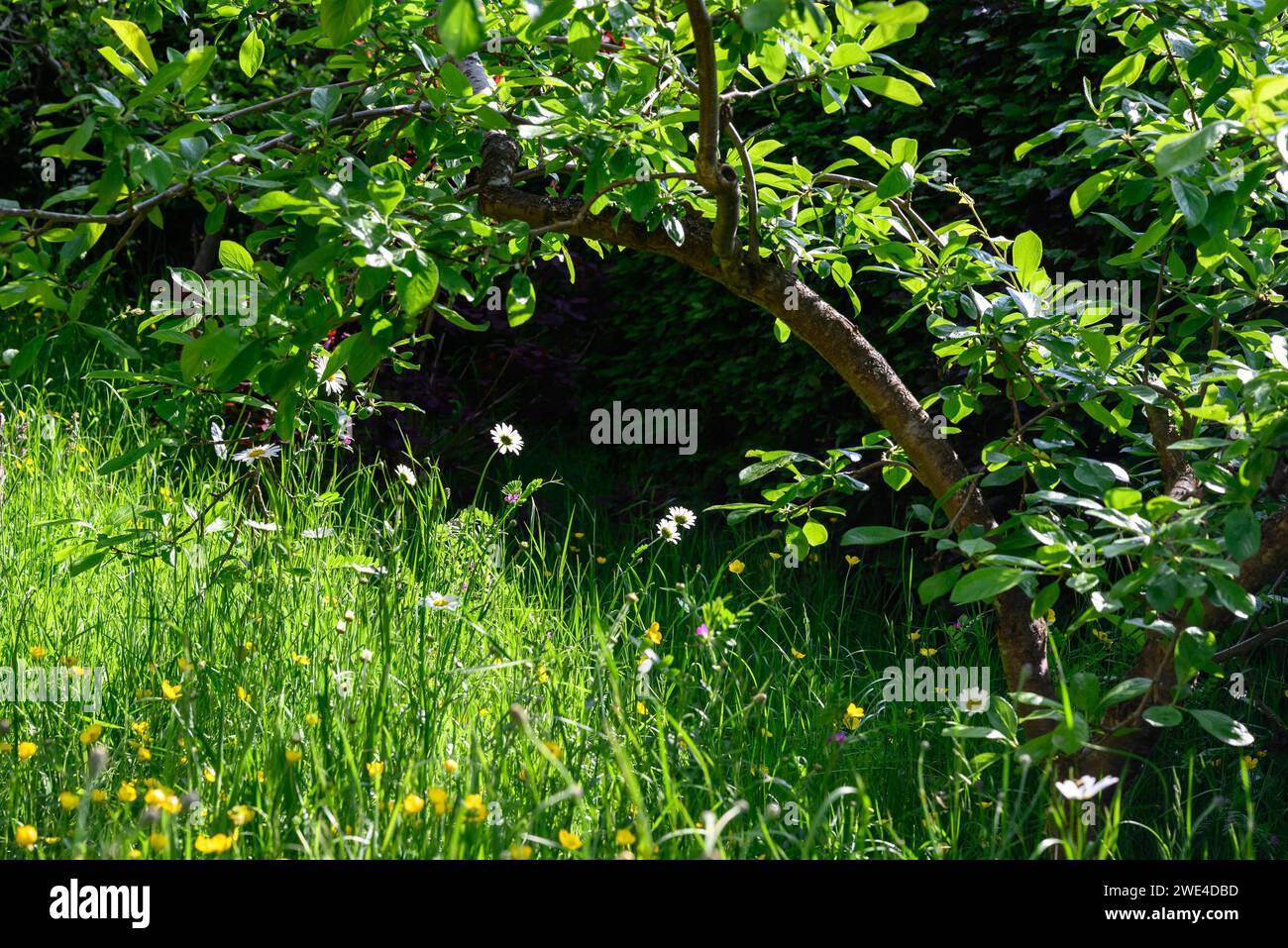 Domestic back garden - area left as a wild flower meadow, uncut grass ...
