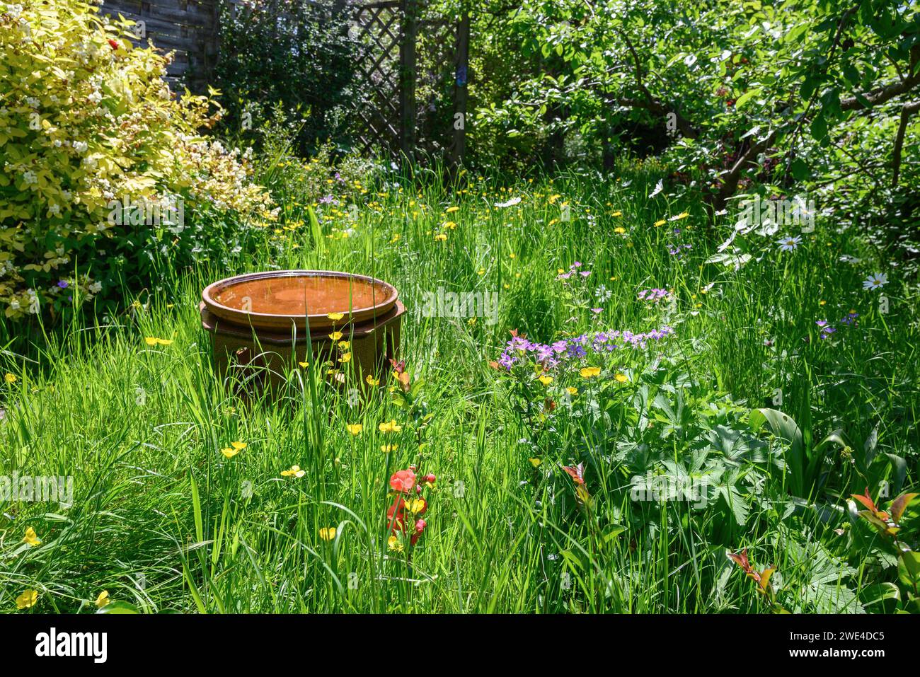 Domestic back garden - area left as a wild flower meadow, uncut grass ...