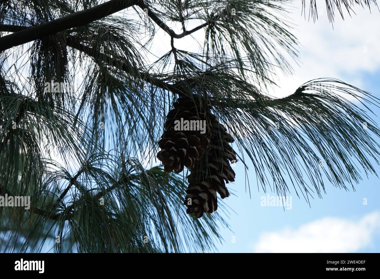 Pine, Bhutan pine, blue pine, Himalayan pine and Himalayan white pine ...