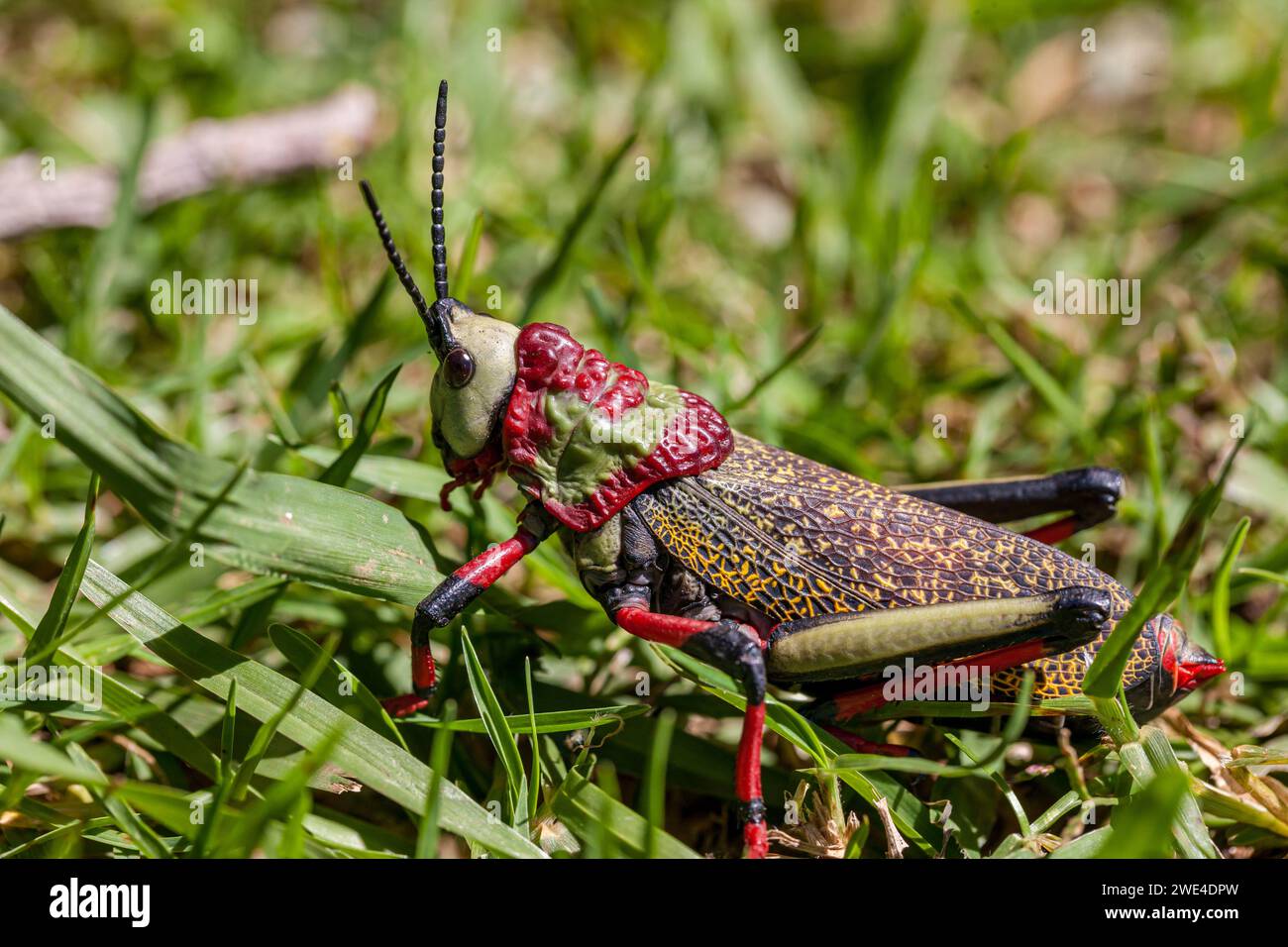 eSwatini, Swaziland, Hlane Royal National Park, Common Milkweed Locust ...