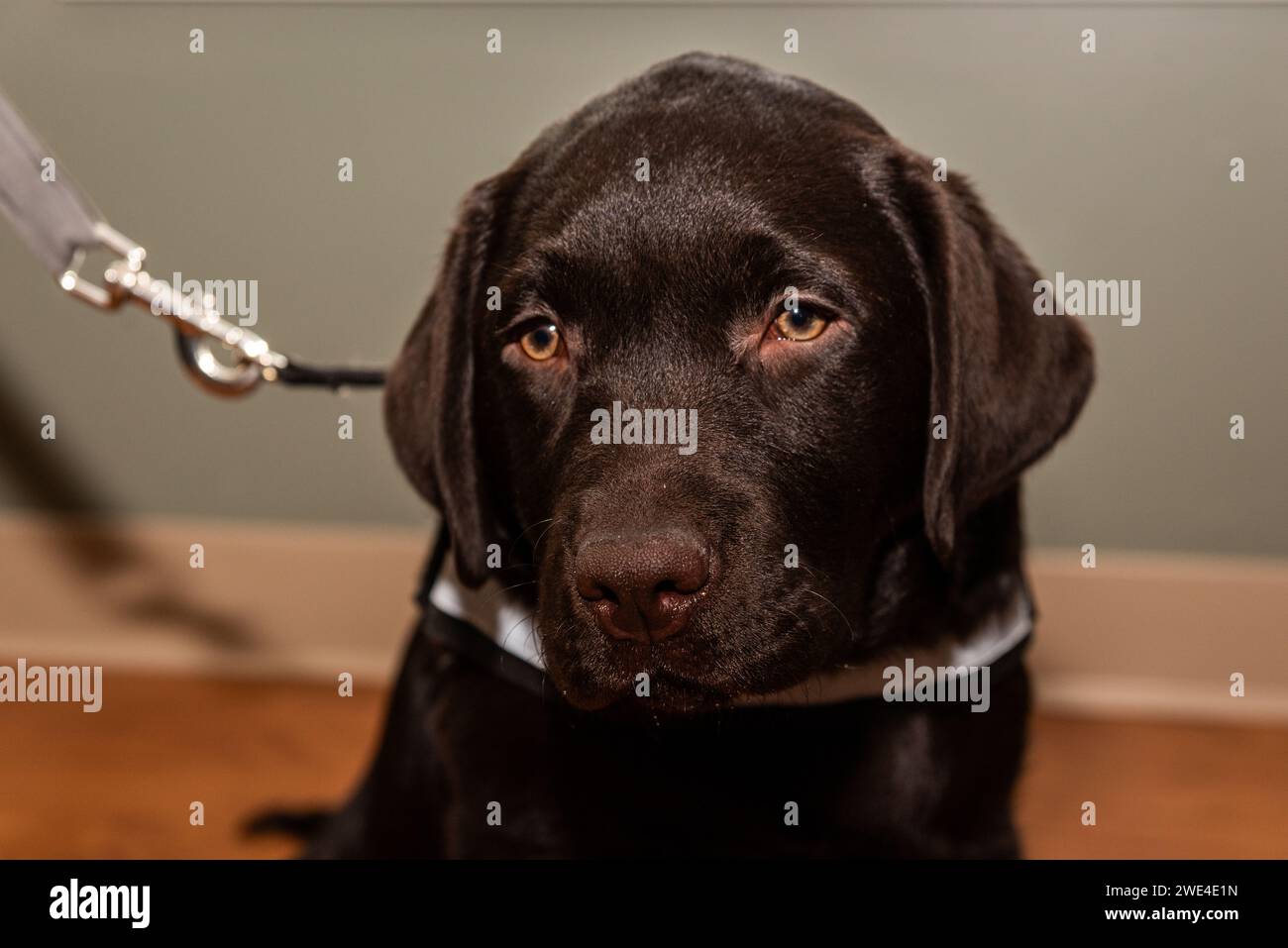 Franny the comfort dog hi-res stock photography and images - Alamy