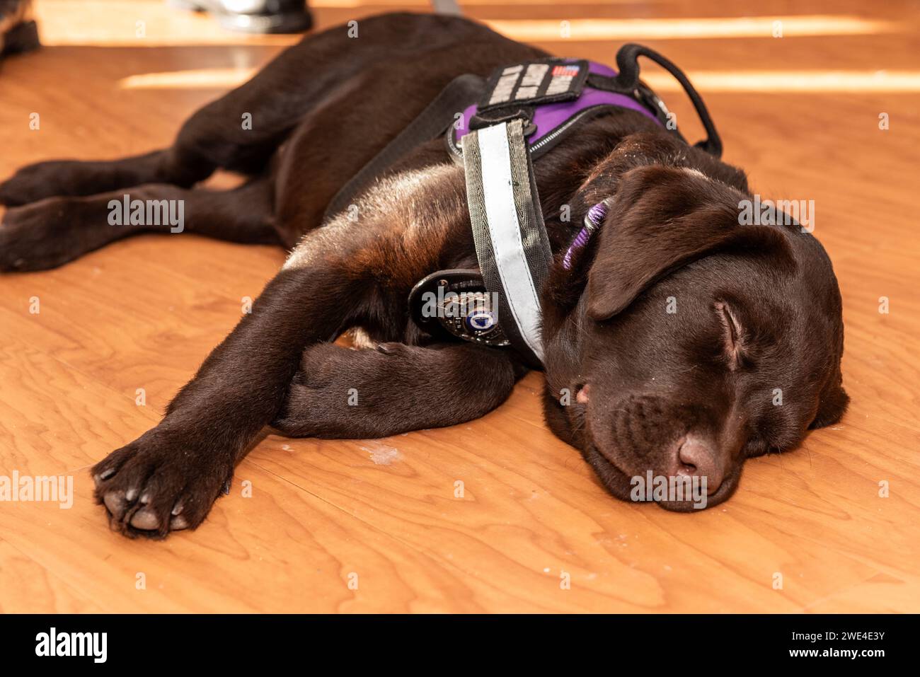 Franny the comfort dog hi-res stock photography and images - Alamy