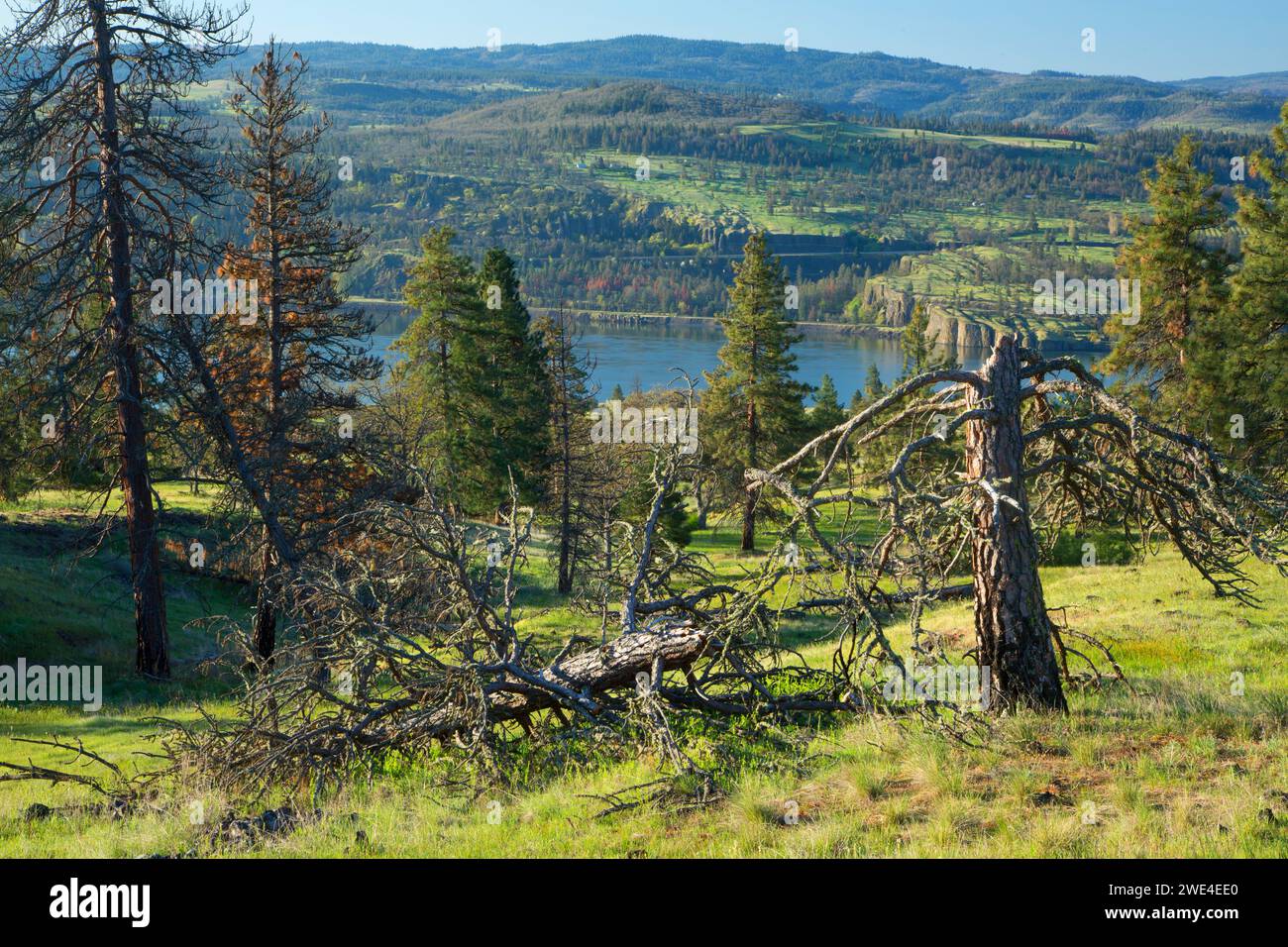 Columbia River view, Catherine Creek Day Use Area, Columbia River Gorge ...