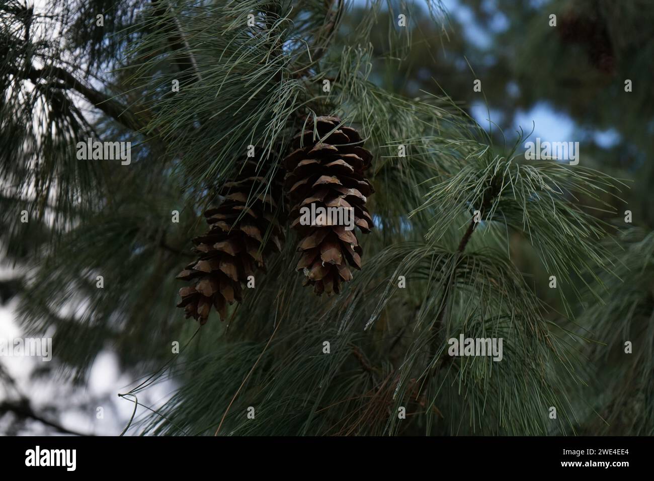 Bhutan pine, blue pine, Himalayan pine and Himalayan white pine(Pinus ...