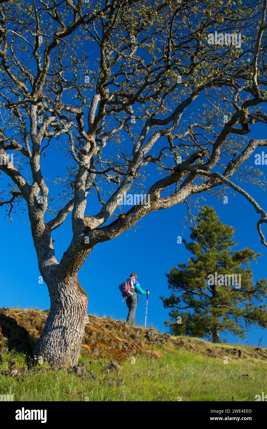 Oregon oak woodland, Catherine Creek Day Use Area, Columbia River Gorge ...