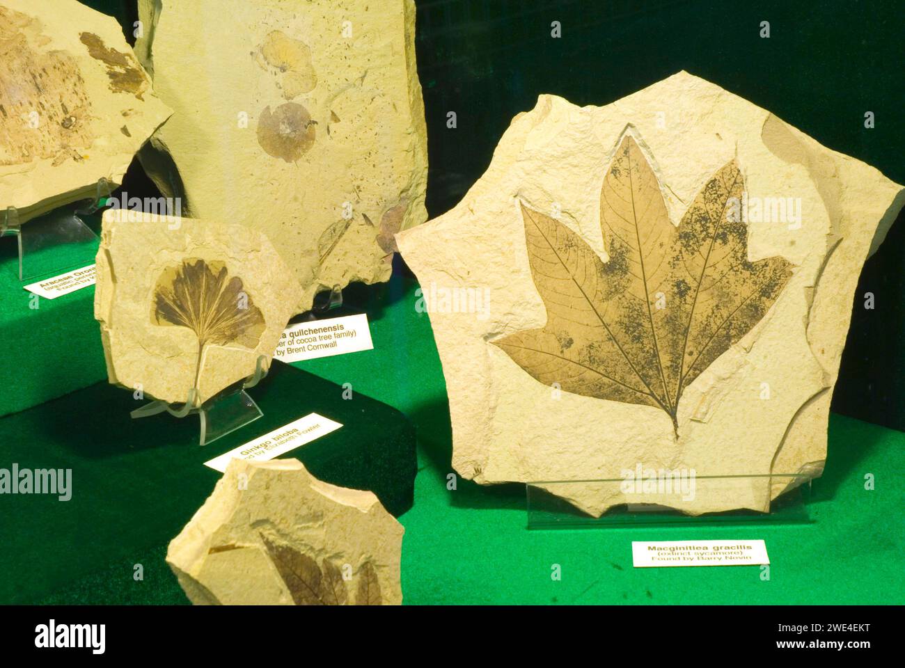 Fossil leaves, Stonerose Interpretive Center and Eocene Fossil Site ...