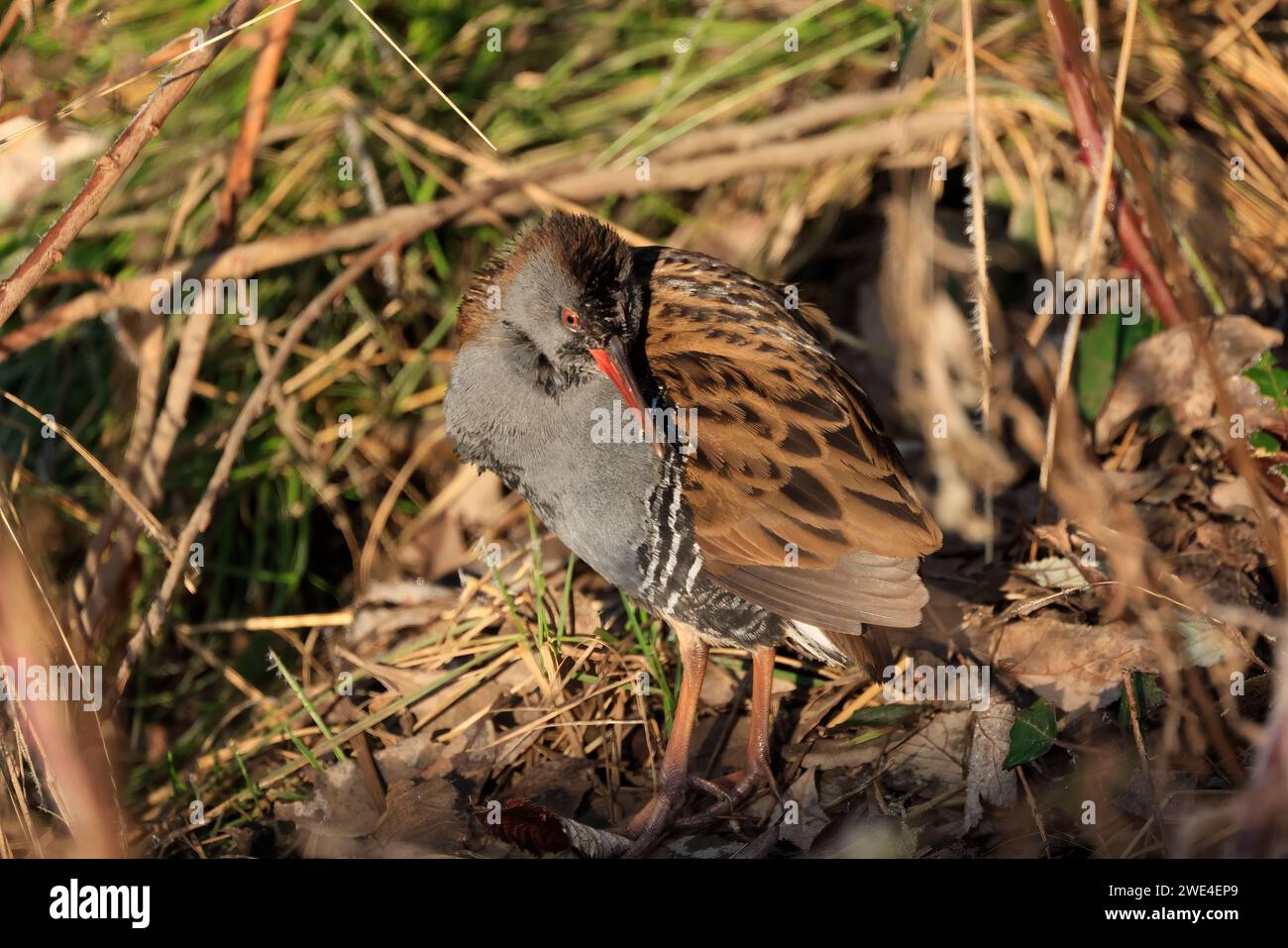 Male water rail hi-res stock photography and images - Alamy