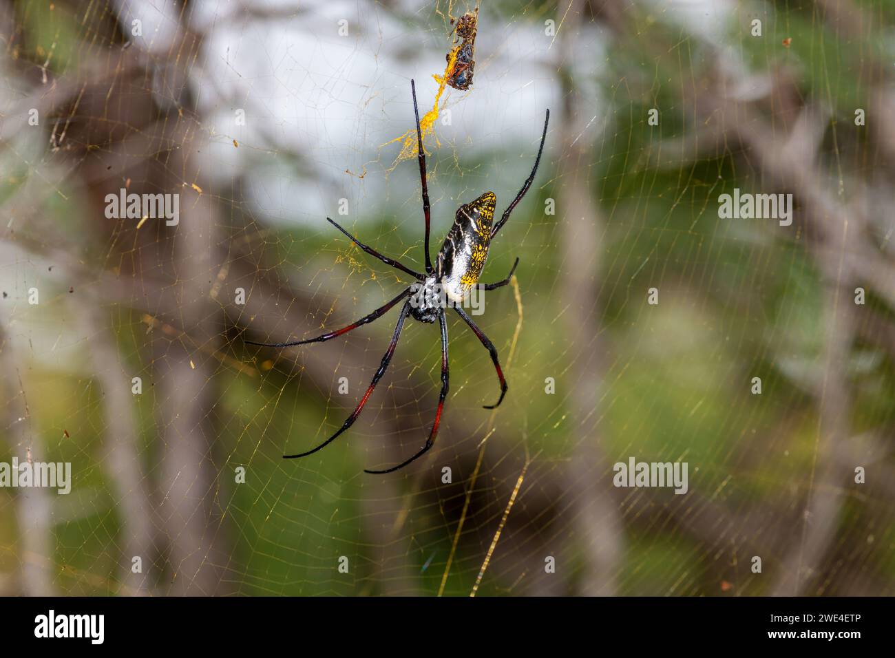 eSwatini, Swaziland, Hlane Royal National Park, Golden-Orb Spider ...