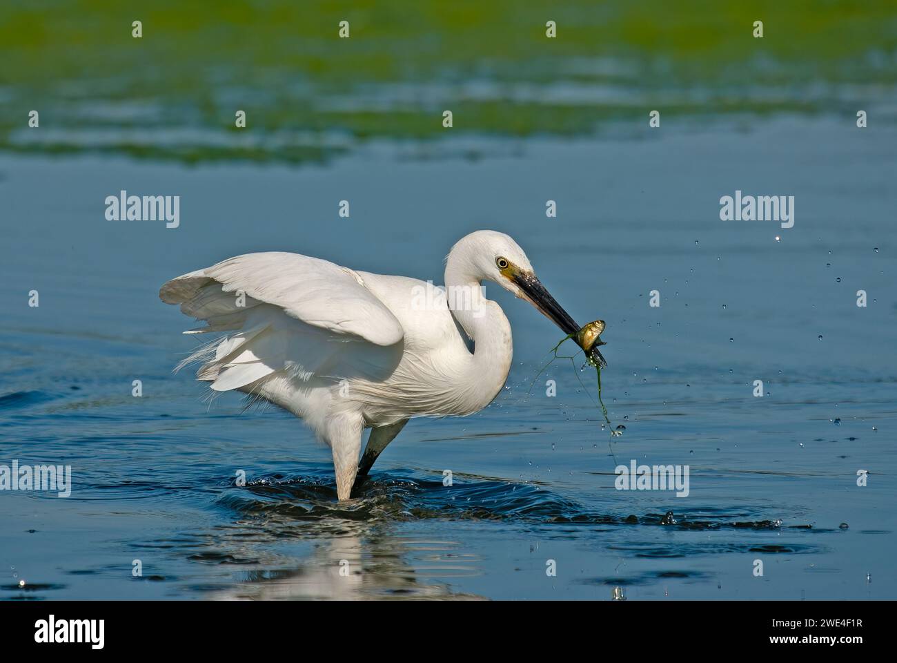 A bird lunging at its prey. Heron hunting fish in the lake. Splashing ...