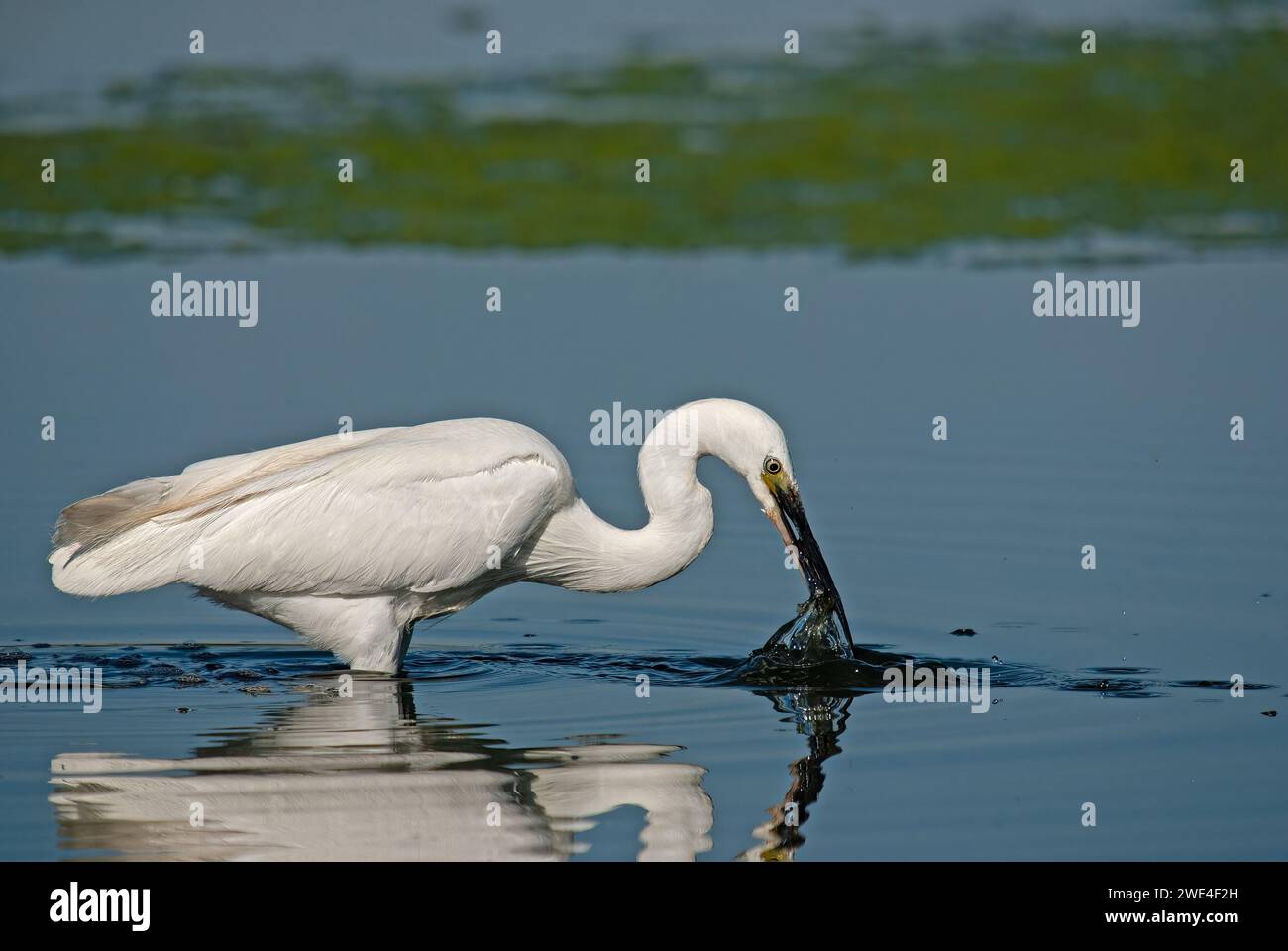 Lunging prey hi-res stock photography and images - Alamy