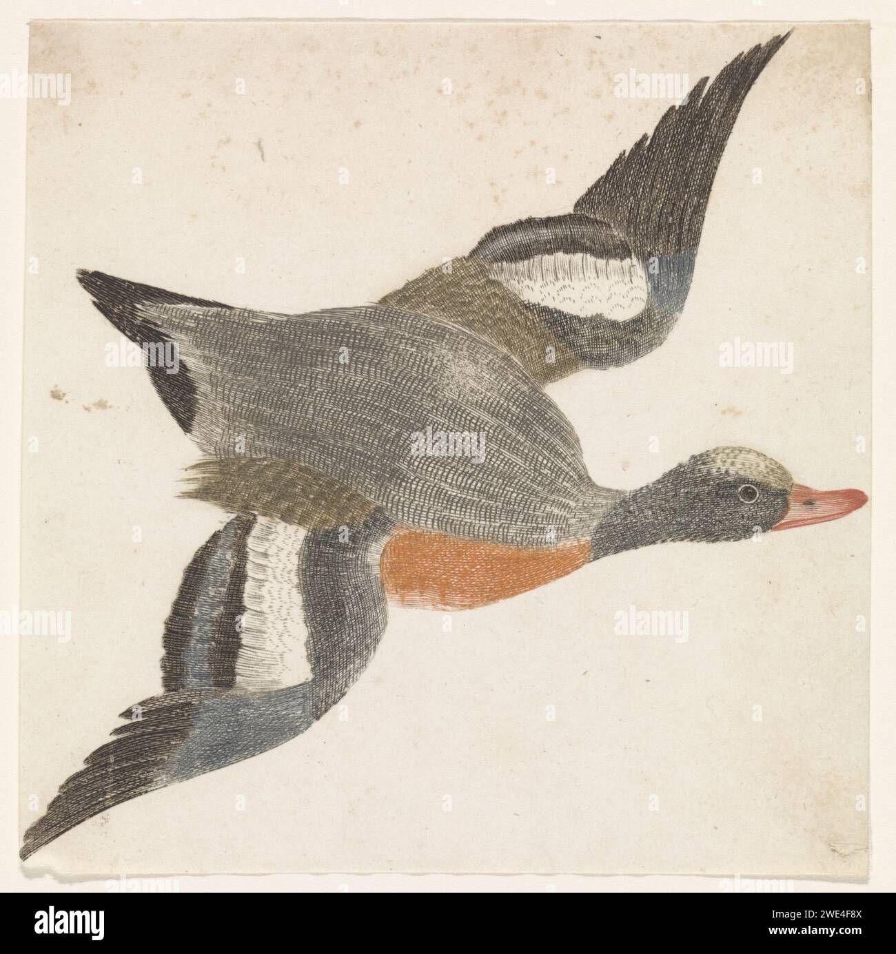 To the right flying wig (duck species), anonymous, 1688 - 1698 print ...