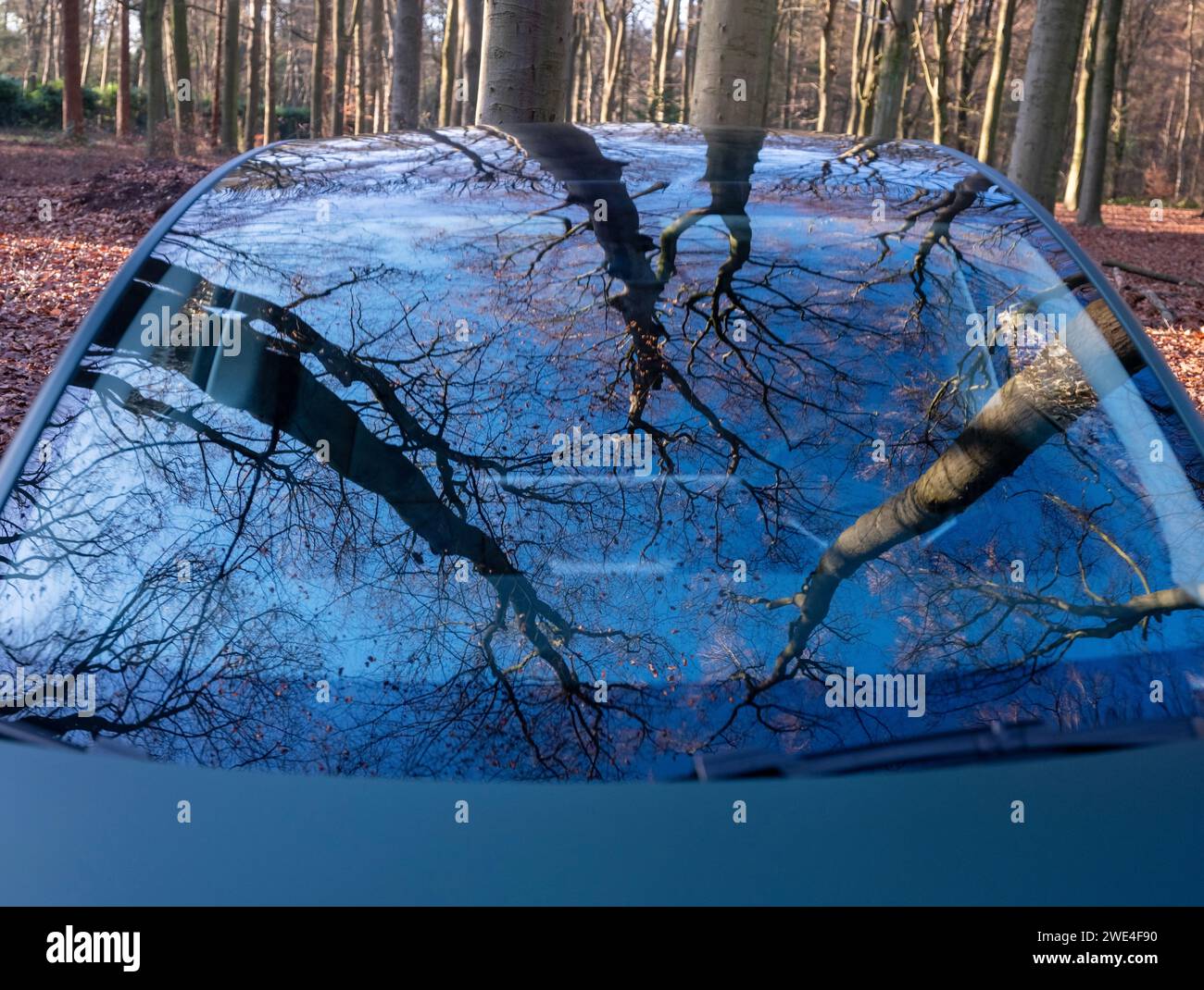 reflection of trees in windshield of blue car in dutch forest near ...