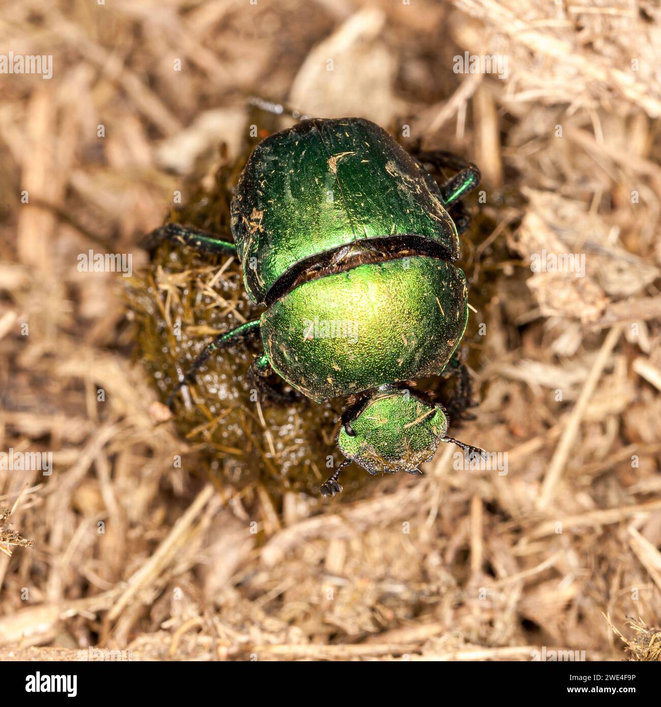 eSwatini, Swaziland, Hlane Royal National Park, Green Dung Beetle ...