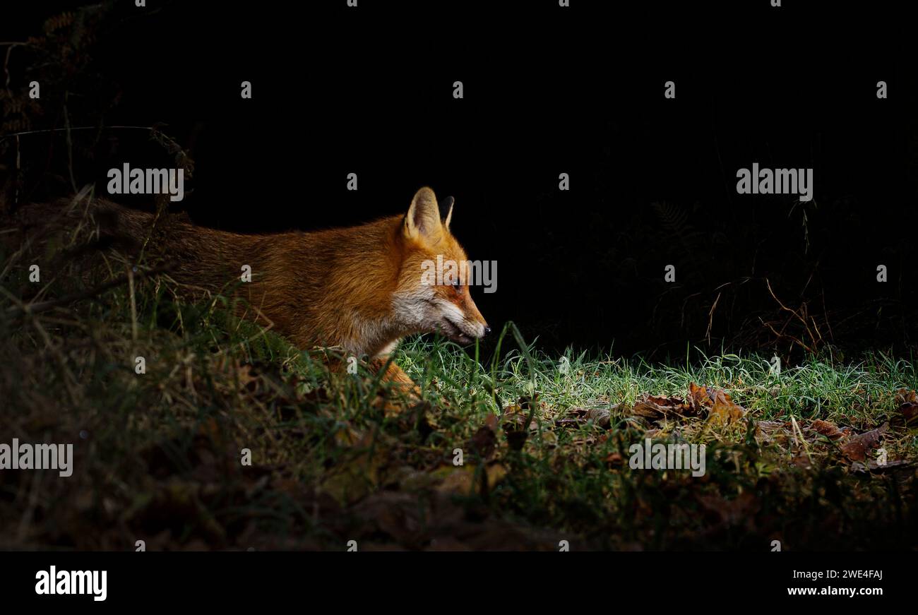 Nocturnal fox hi-res stock photography and images - Alamy