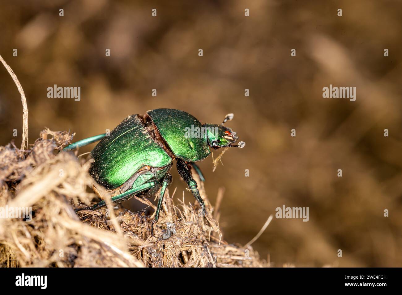 eSwatini, Swaziland, Hlane Royal National Park, Green Dung Beetle ...