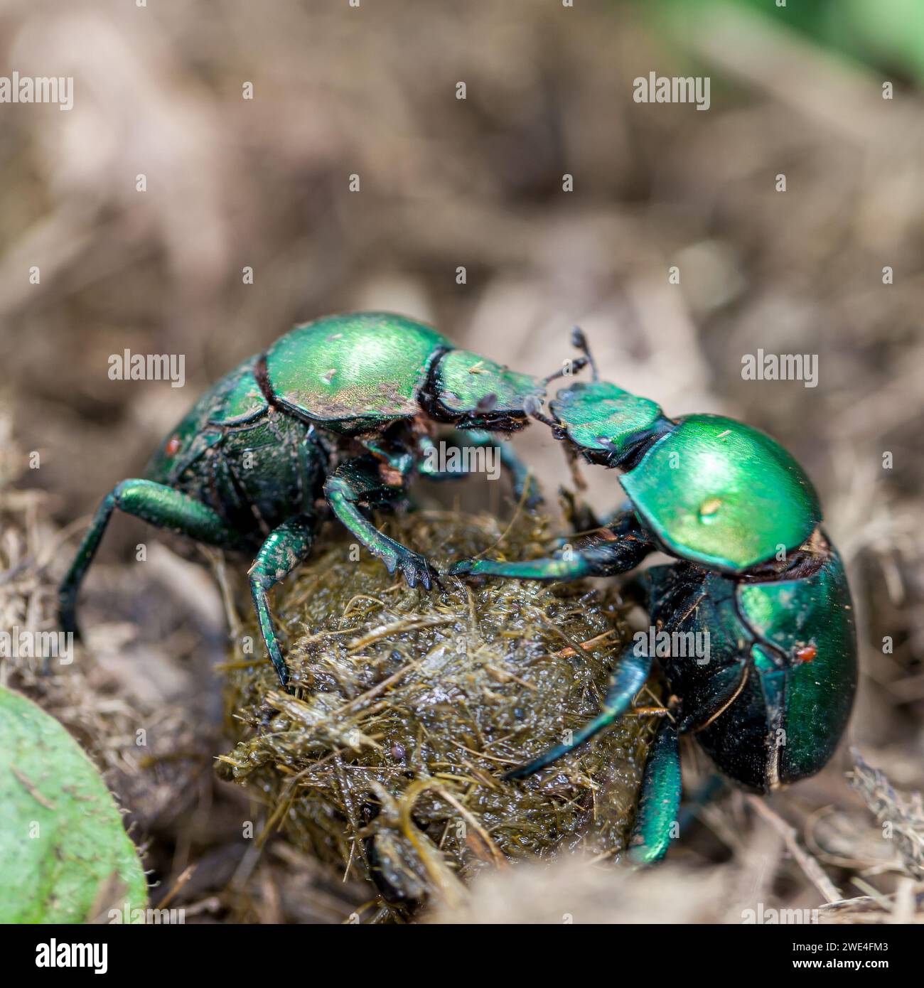 eSwatini, Swaziland, Hlane Royal National Park, Green Dung Beetle ...