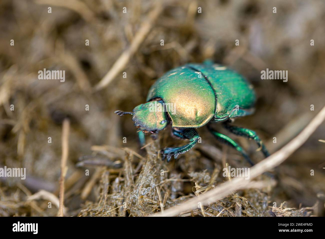 eSwatini, Swaziland, Hlane Royal National Park, Green Dung Beetle ...