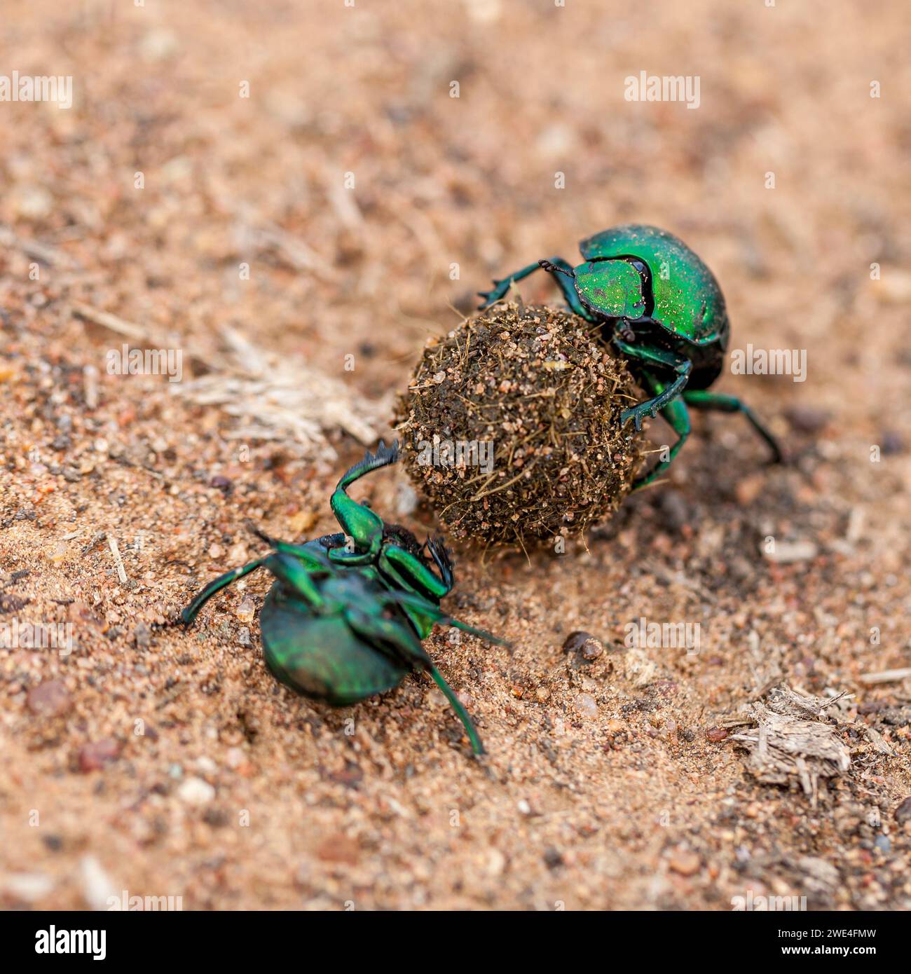 eSwatini, Swaziland, Hlane Royal National Park, Green Dung Beetle ...