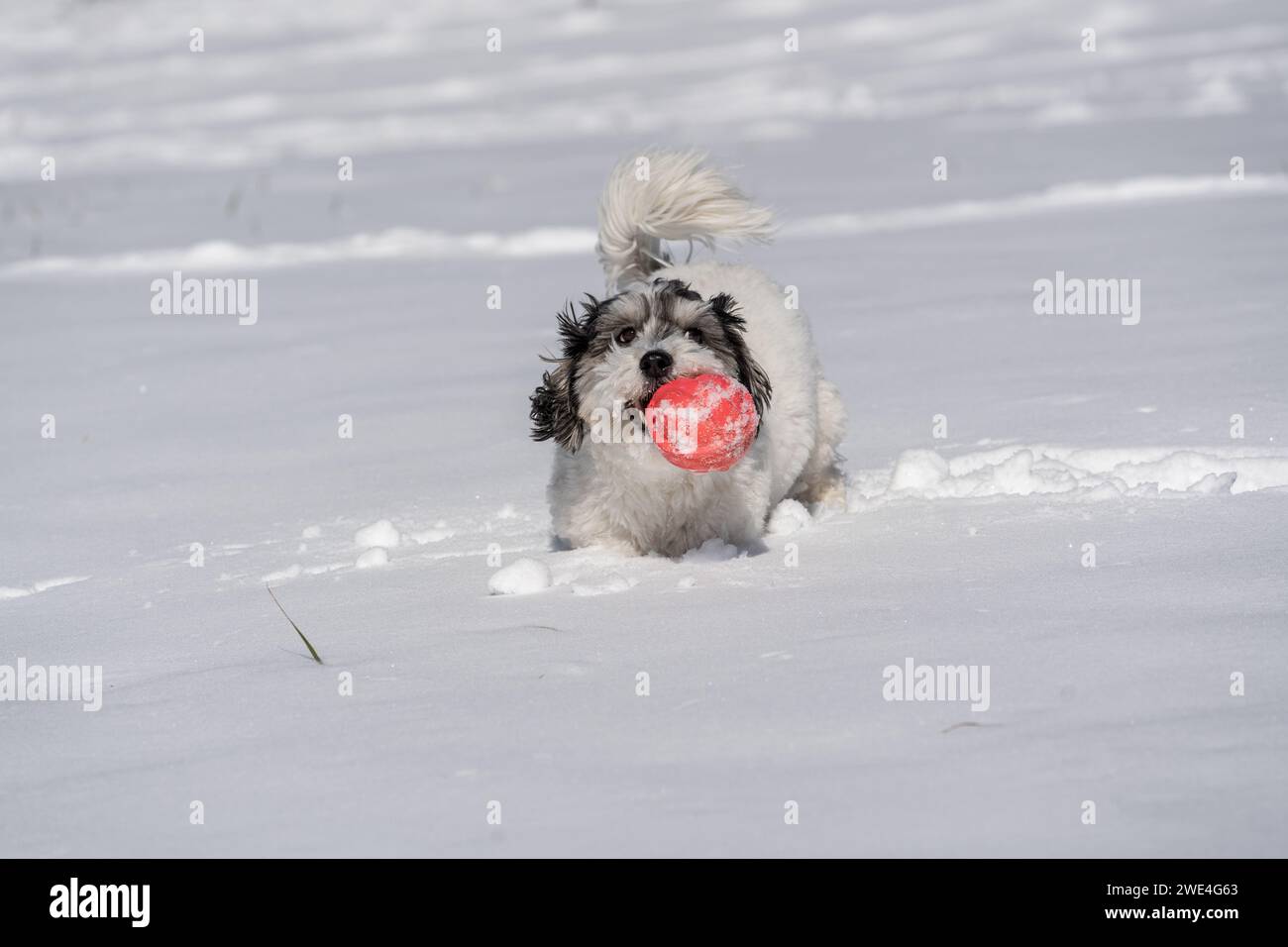 Happy black and white havanese with orange ball plays fetch in snow ...
