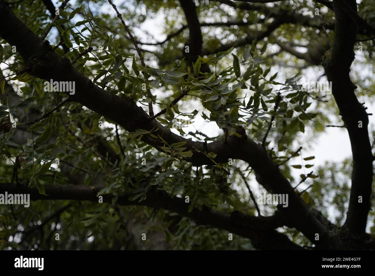 Ash, Narrow-leaved ash (Fraxinus angustifolia Stock Photo - Alamy