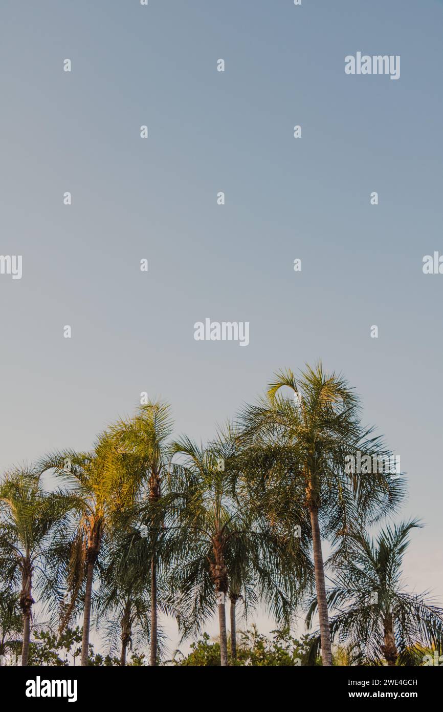 tropical palm trees landscape view Stock Photo - Alamy