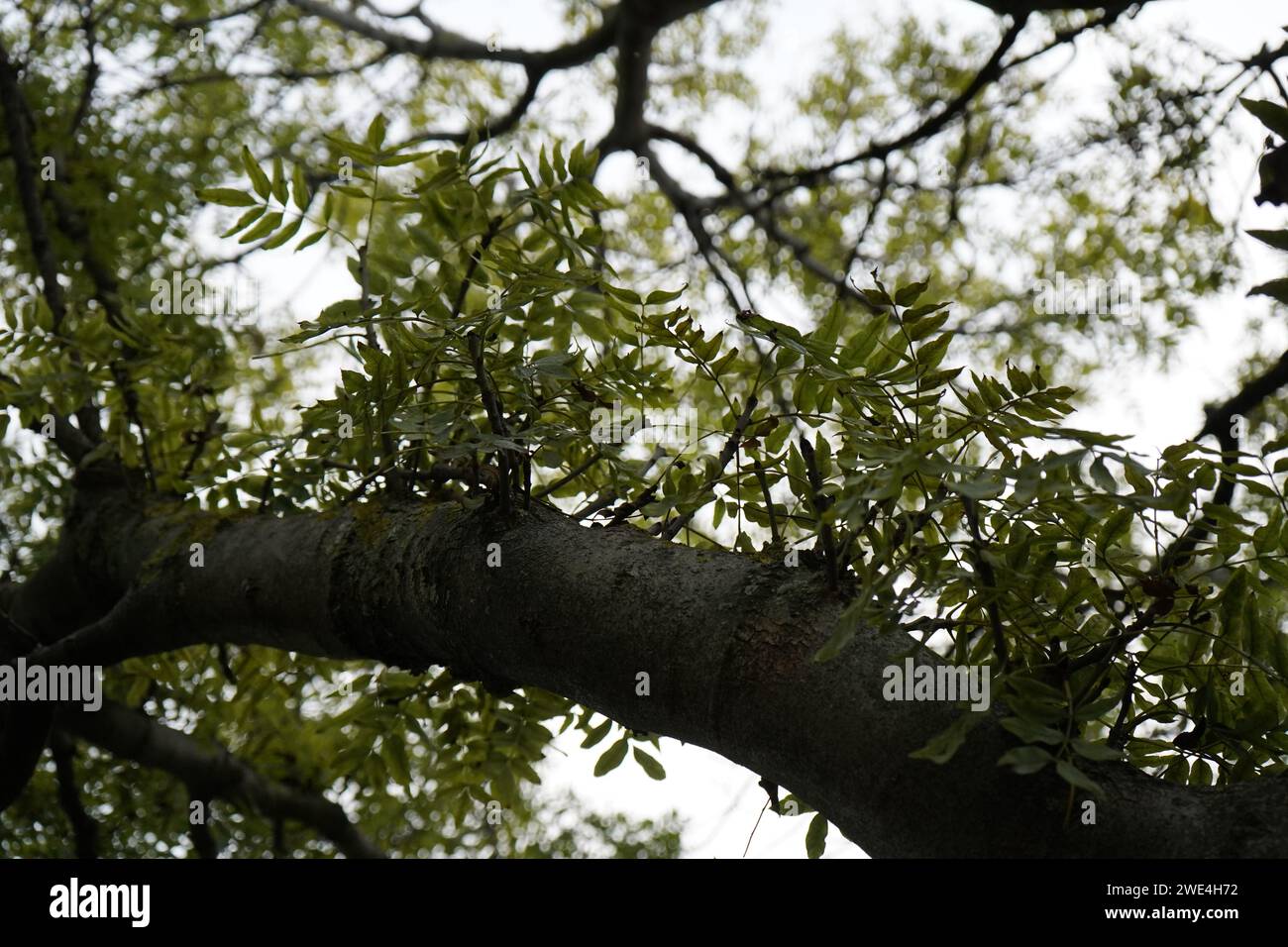 Ash, Narrow-leaved ash (Fraxinus angustifolia Stock Photo - Alamy