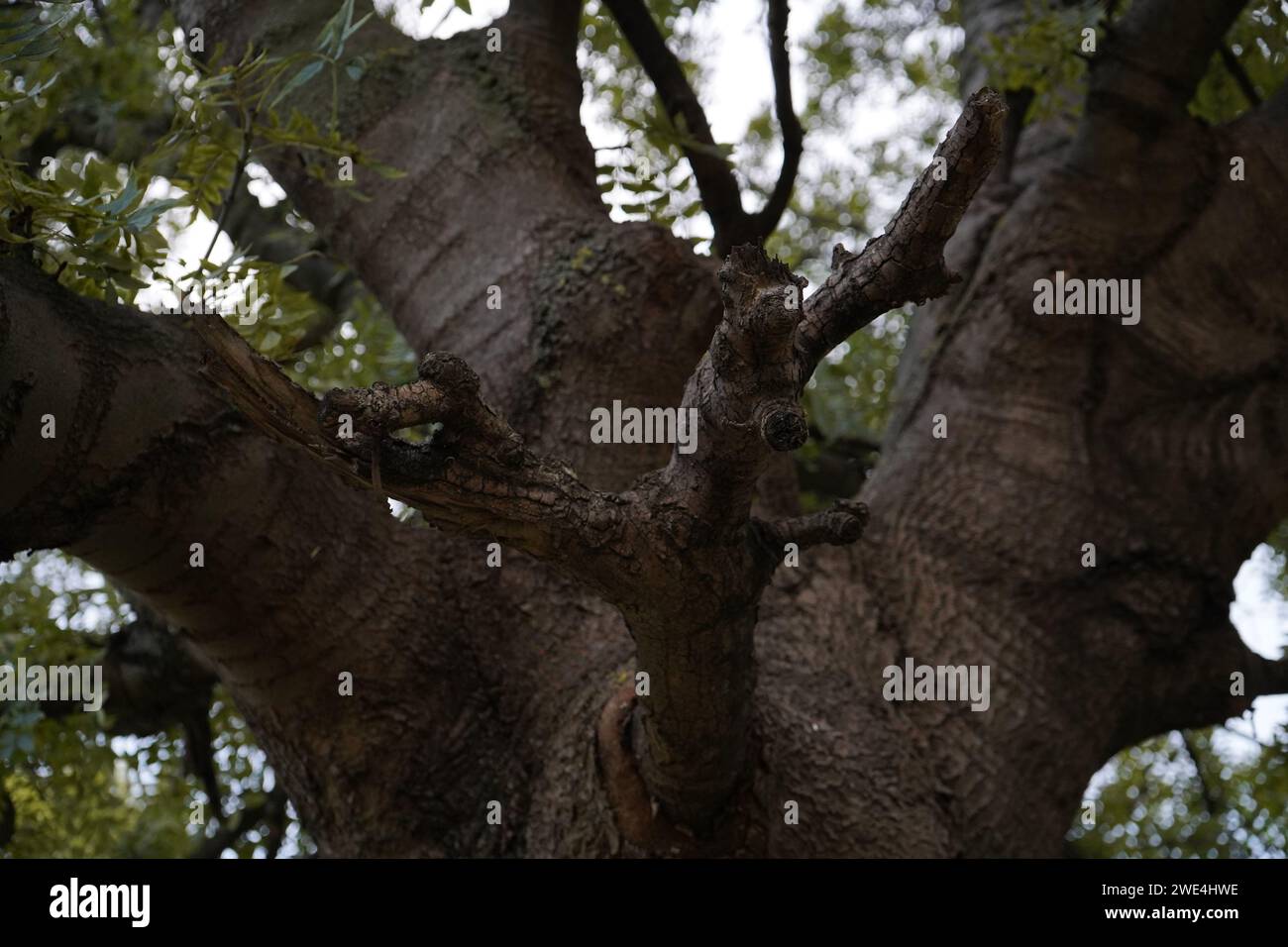 Ash, Narrow-leaved ash (Fraxinus angustifolia Stock Photo - Alamy