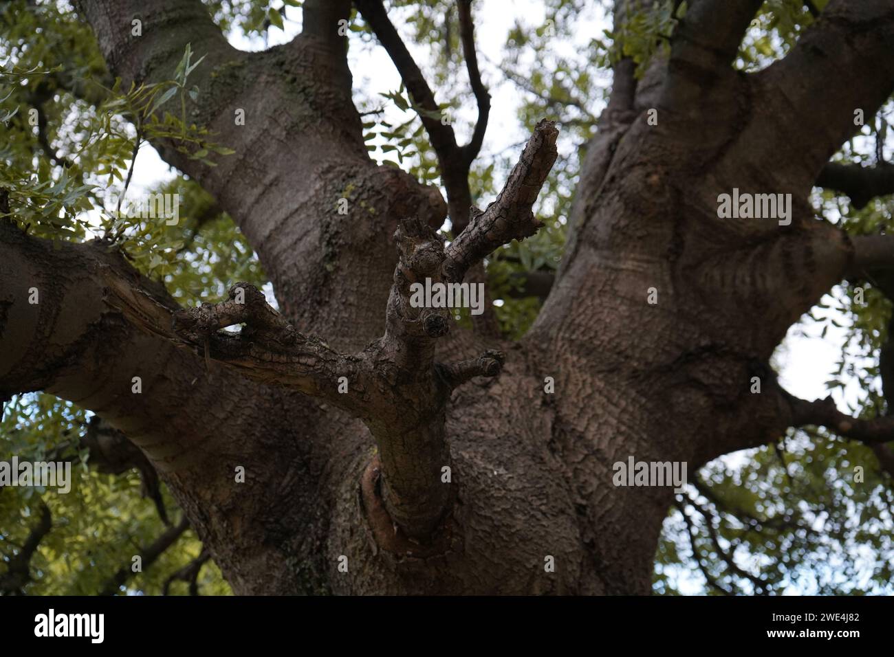 Ash, Narrow-leaved ash (Fraxinus angustifolia Stock Photo - Alamy