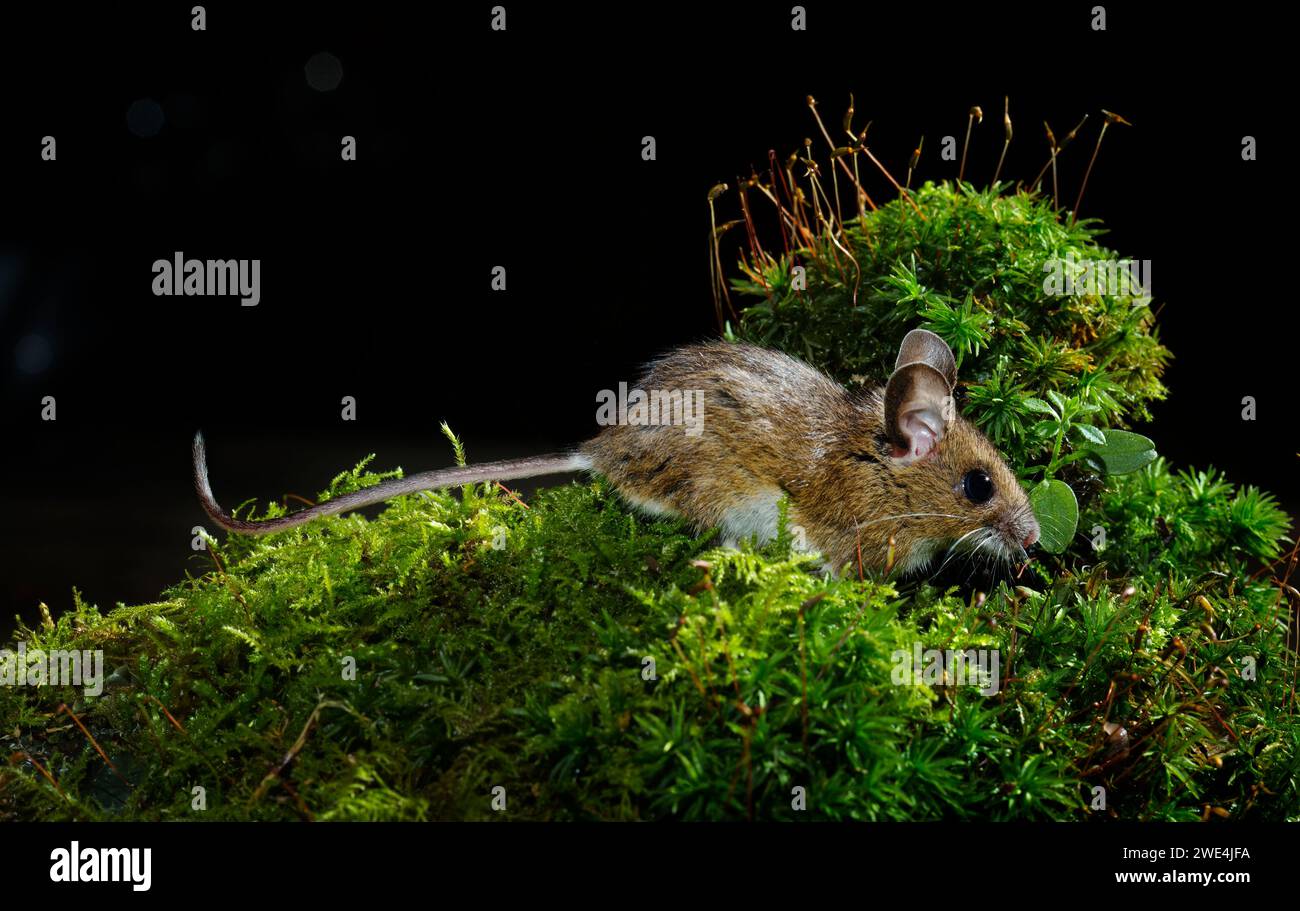 Wood Mouse Apodemus sylvaticus UK Stock Photo - Alamy