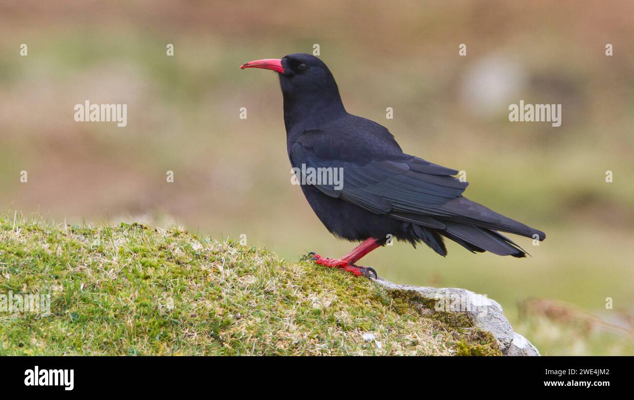 Undated handout photo issued by NatureScot of a Red-billed chough ...