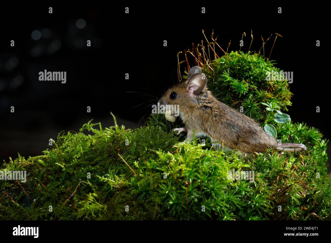 Wood Mouse Apodemus sylvaticus UK Stock Photo - Alamy