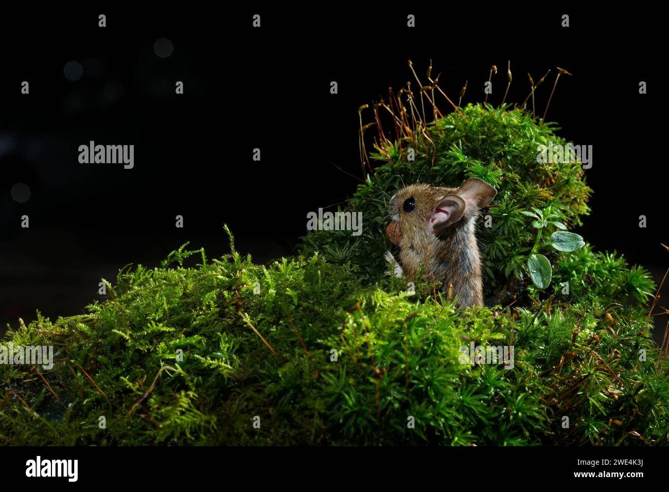 Wood Mouse Apodemus sylvaticus UK Stock Photo - Alamy