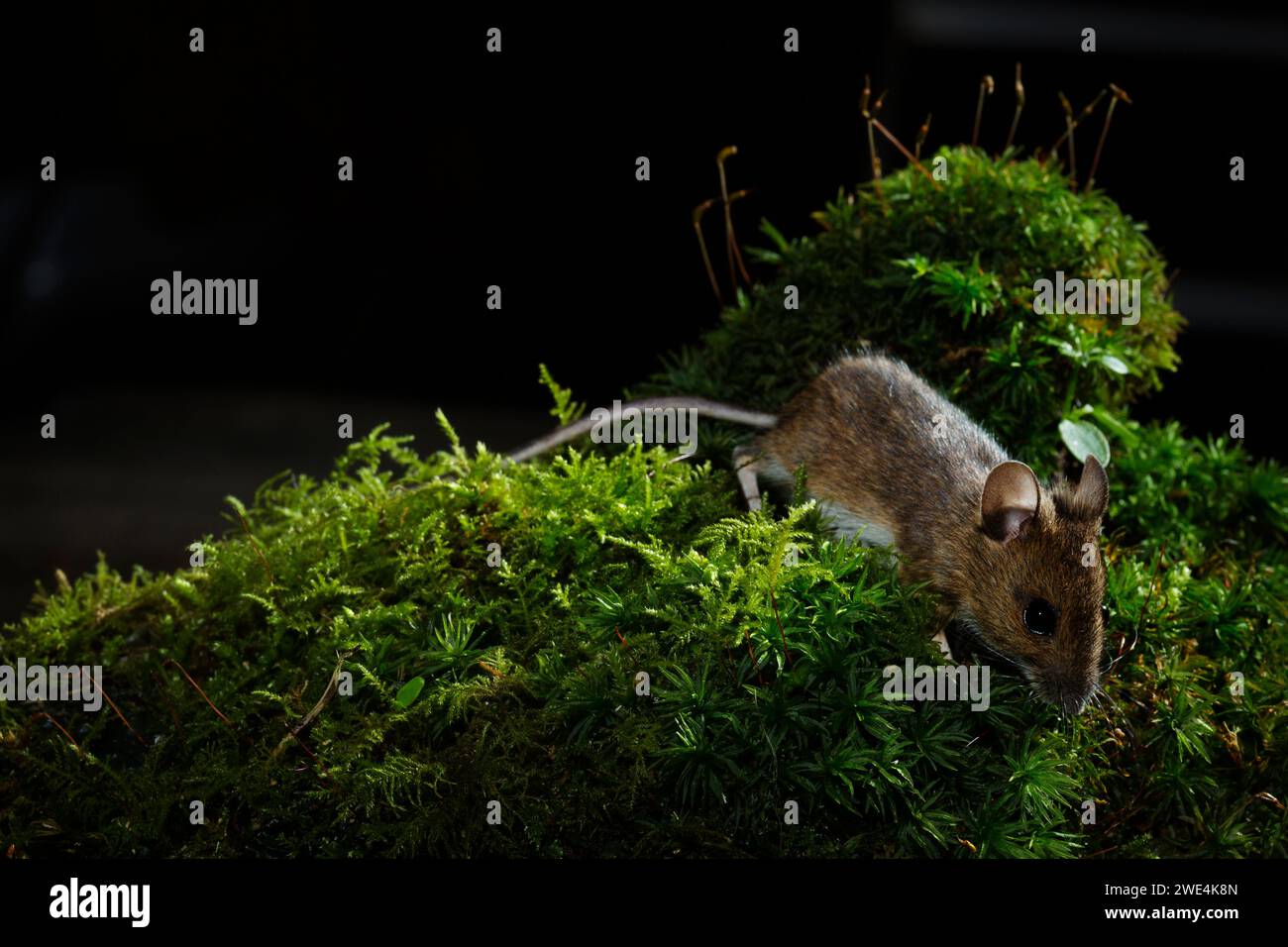 Close up wood mouse hi-res stock photography and images - Alamy