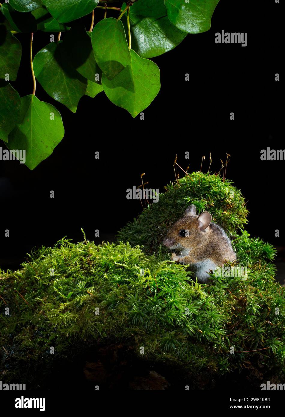 Close up wood mouse hi-res stock photography and images - Alamy