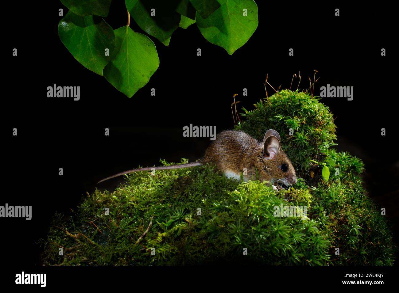 Close up wood mouse hi-res stock photography and images - Alamy