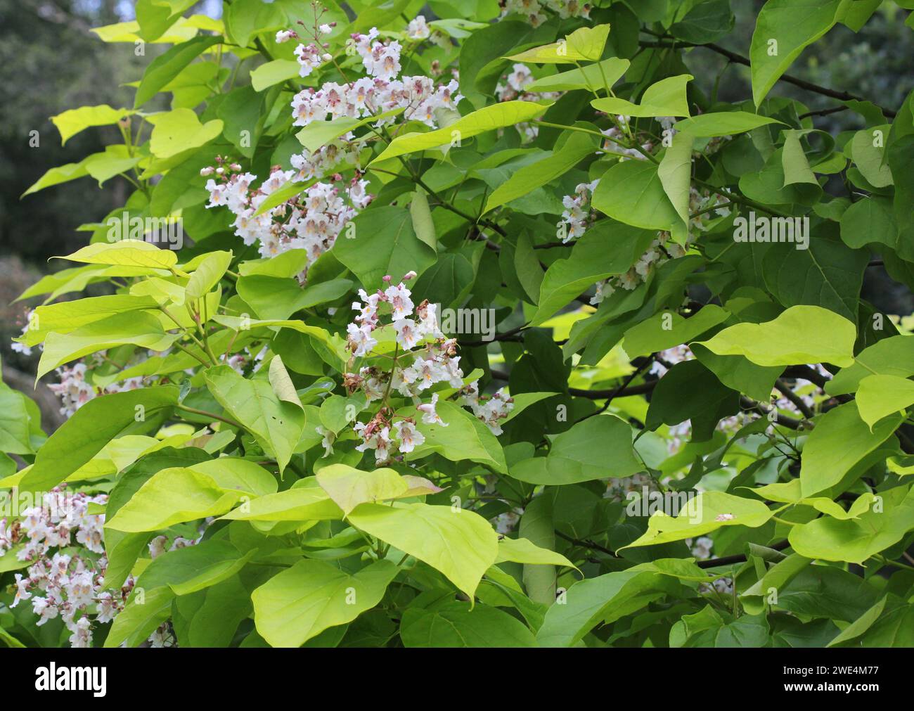 The Indian Bean Tree in flower, Catalpa bignonioides Stock Photo - Alamy