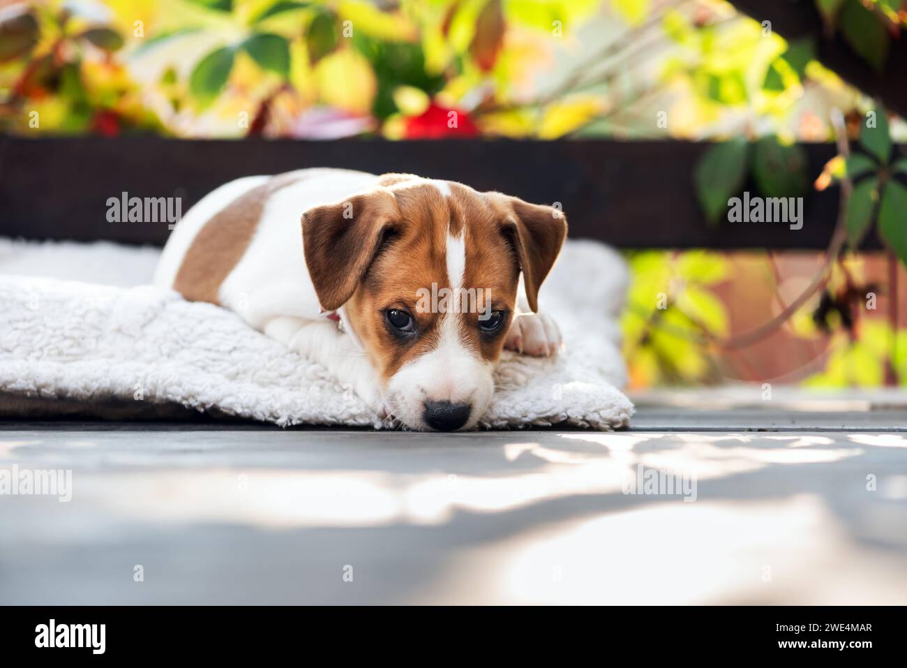 Two months old Jack russell terrier puppy with sad eyes on cozy wooden ...