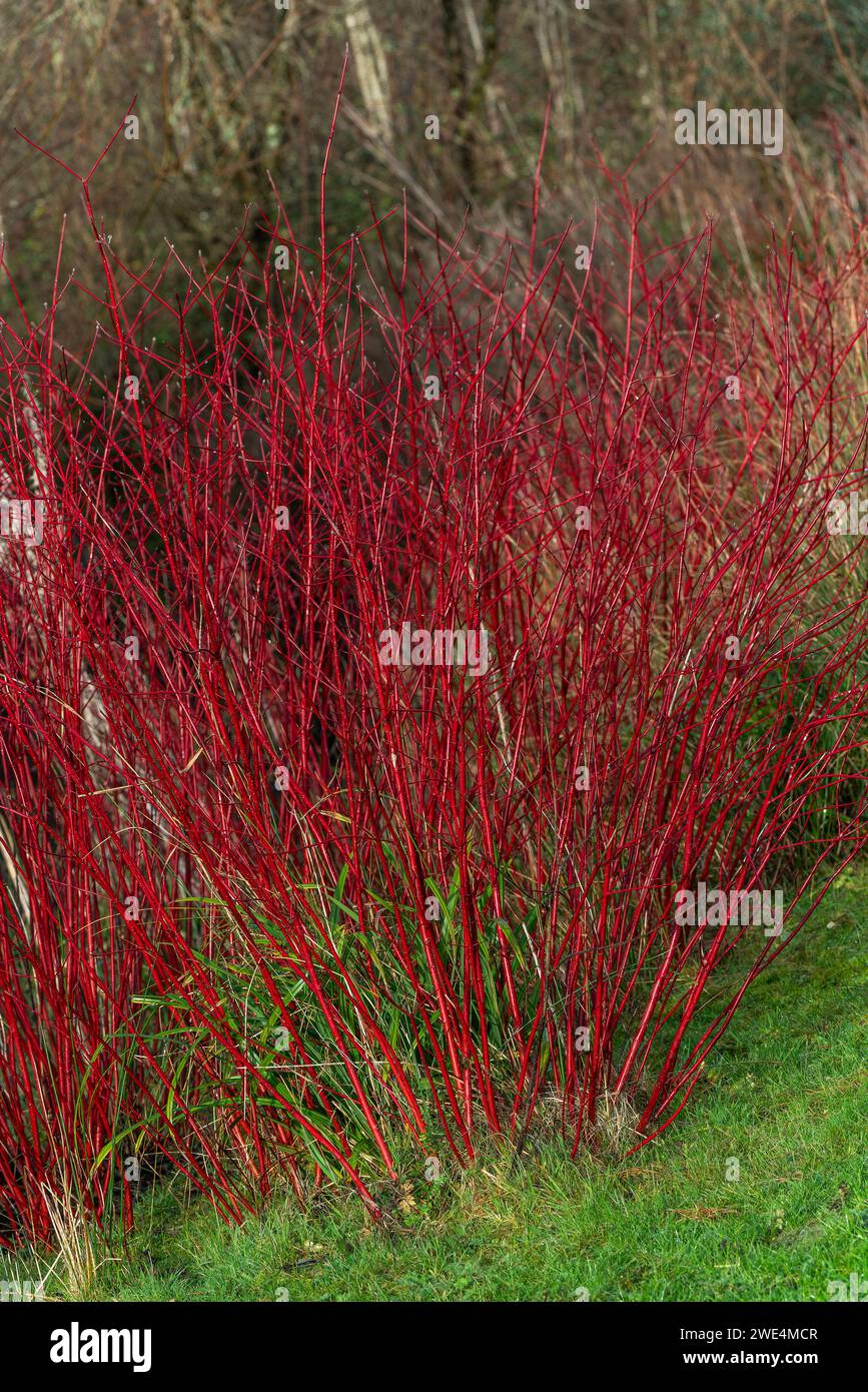 Red twig dogwood cornus alba siberian dogwood cornus hi-res stock ...