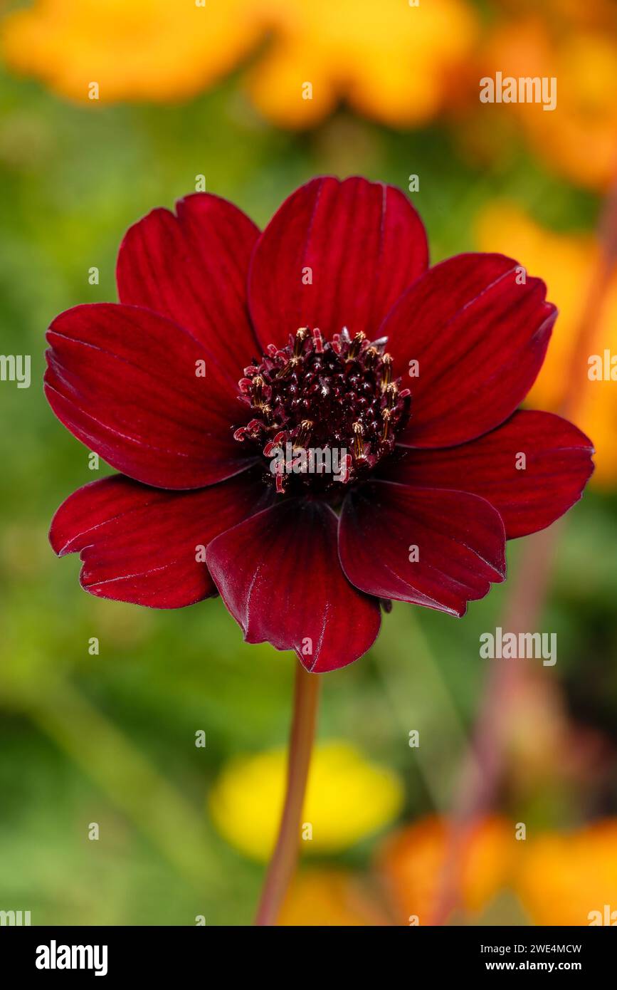 Cosmos atrosanguineus a summer flowering plant with a maroon, red ...