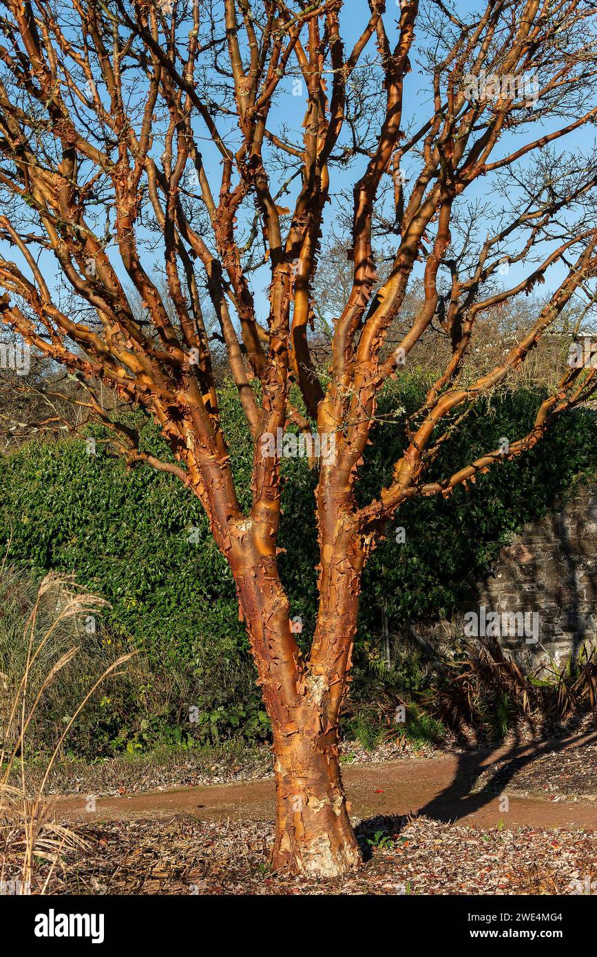 Acer griseum tree bark texture, which is commonly known as Paperbark ...