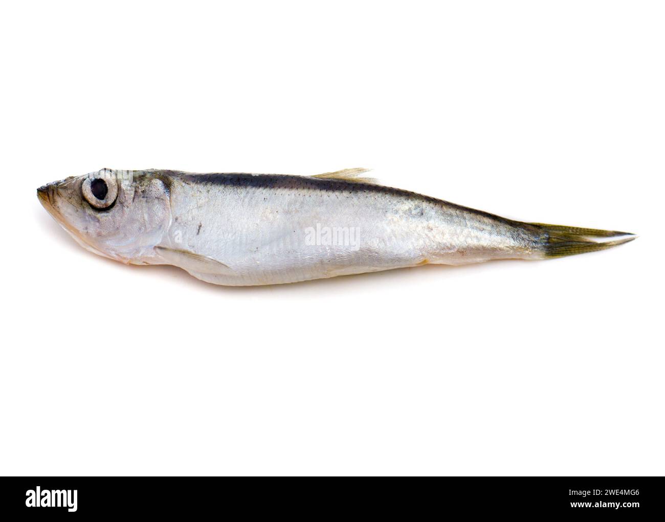 Frozen Herring Fish Stock Photo - Alamy