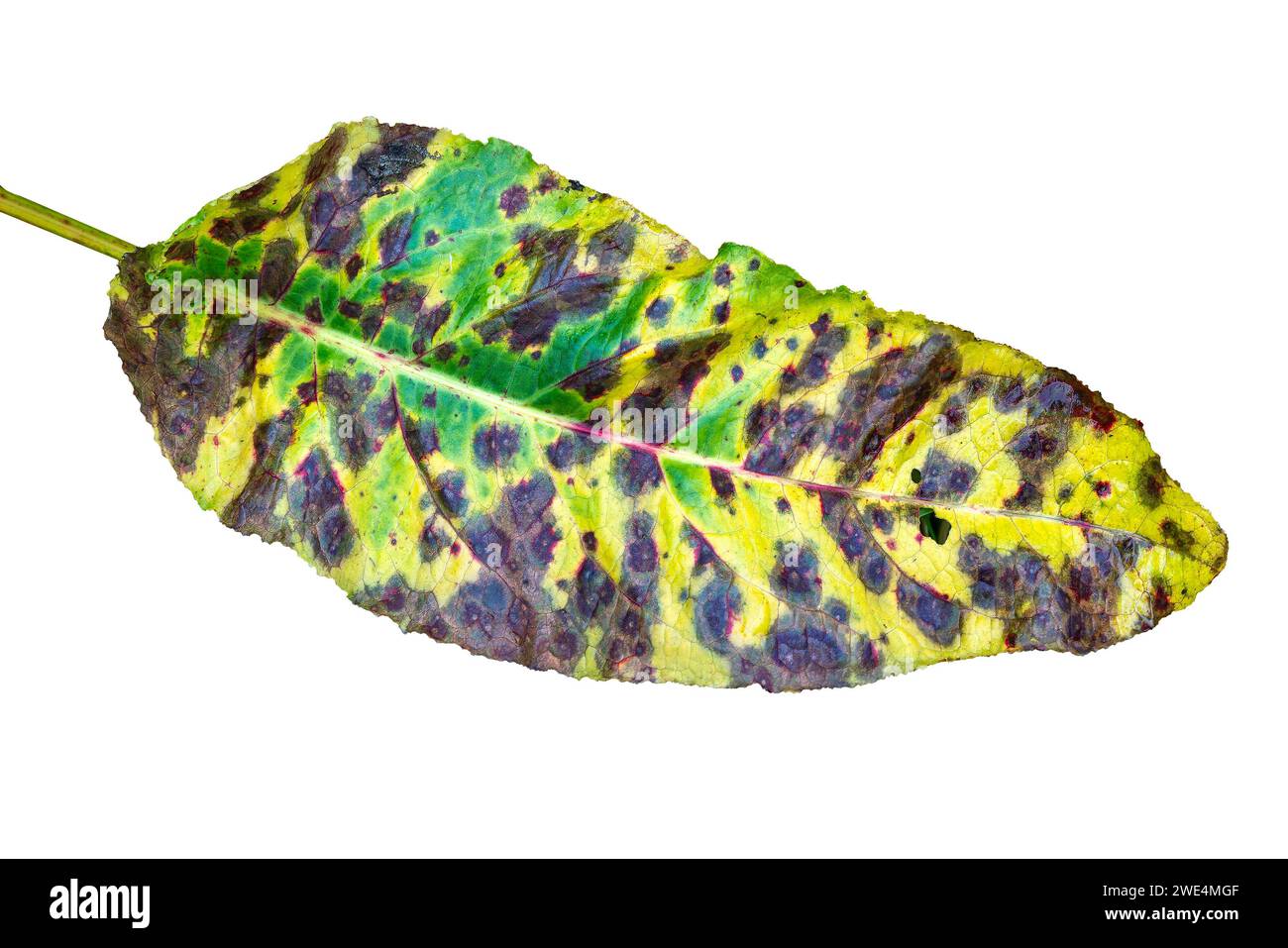 Autumn leaf in fall colour during November, macro close up cut out and ...