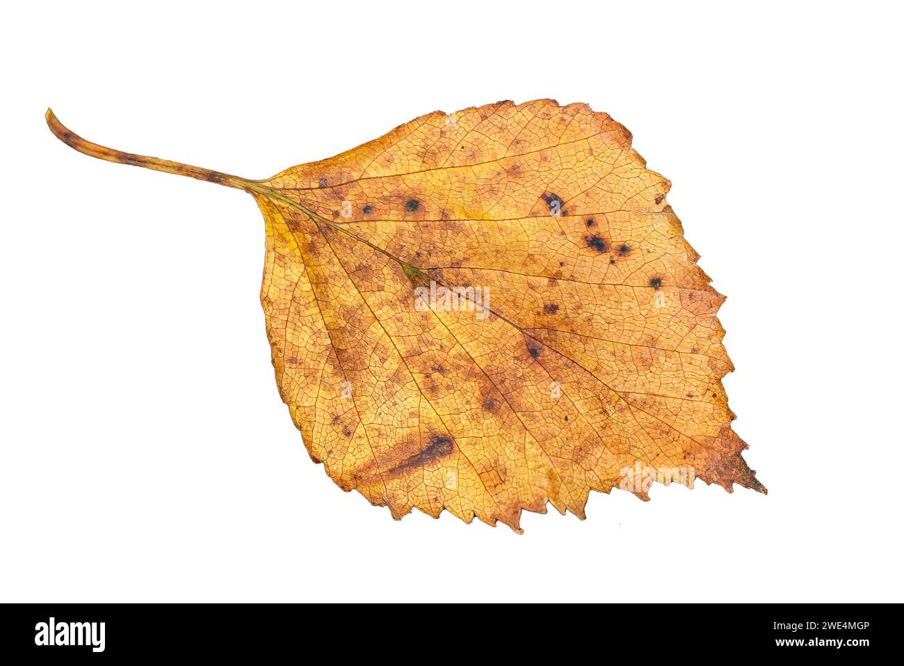 Autumn leaf in fall colour during November, macro close up cut out and ...